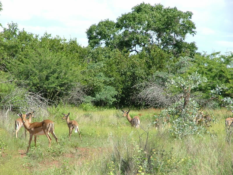 Naboomspruit Golf Club