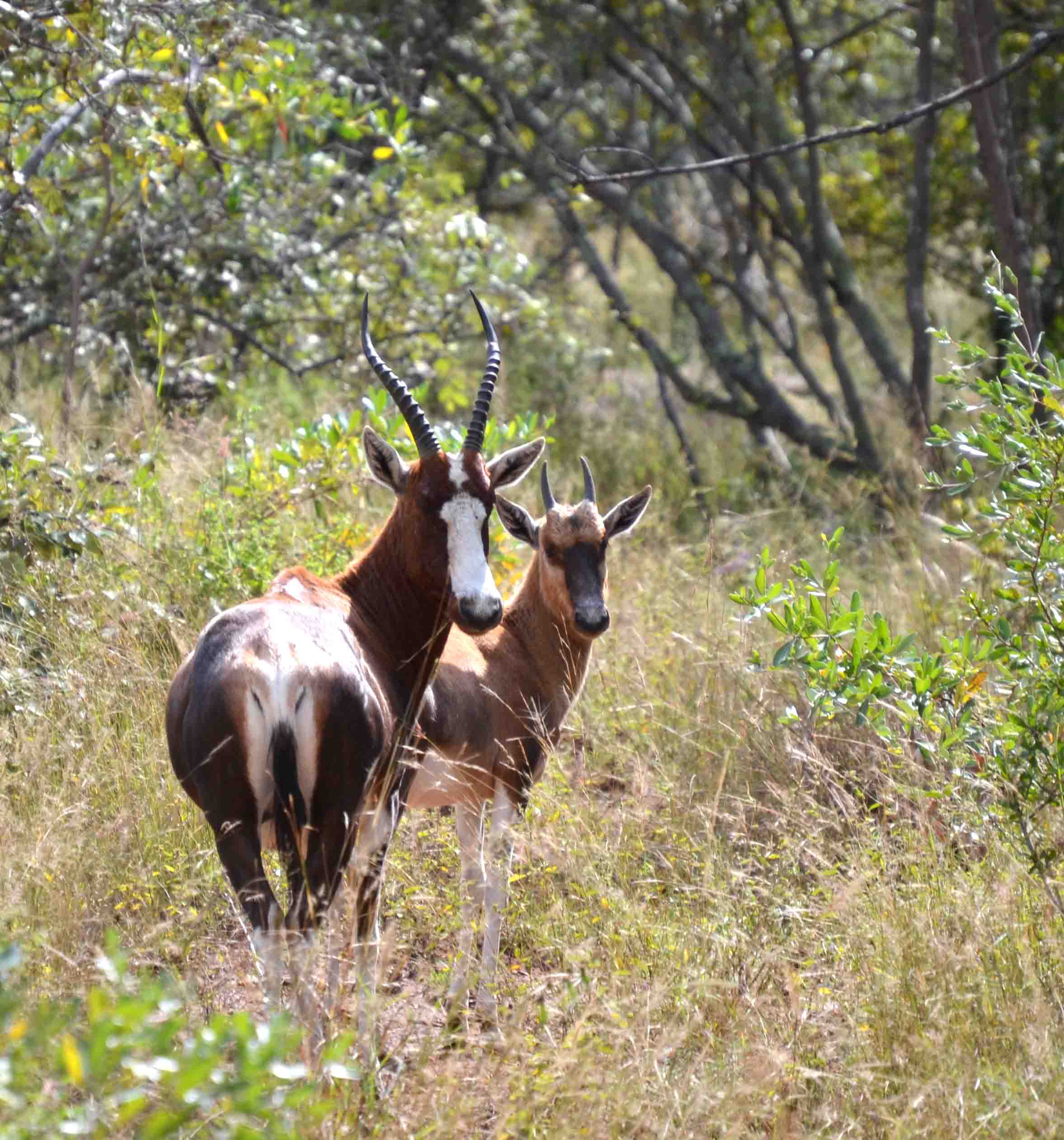 Naboomspruit Golf Club
